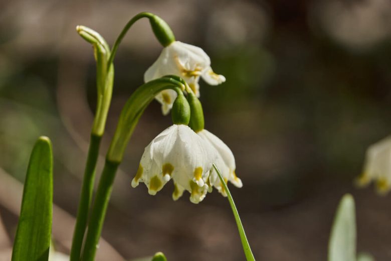 33 legszebb tavaszi virágok nevei, képei (kategorizálva) - biotouch