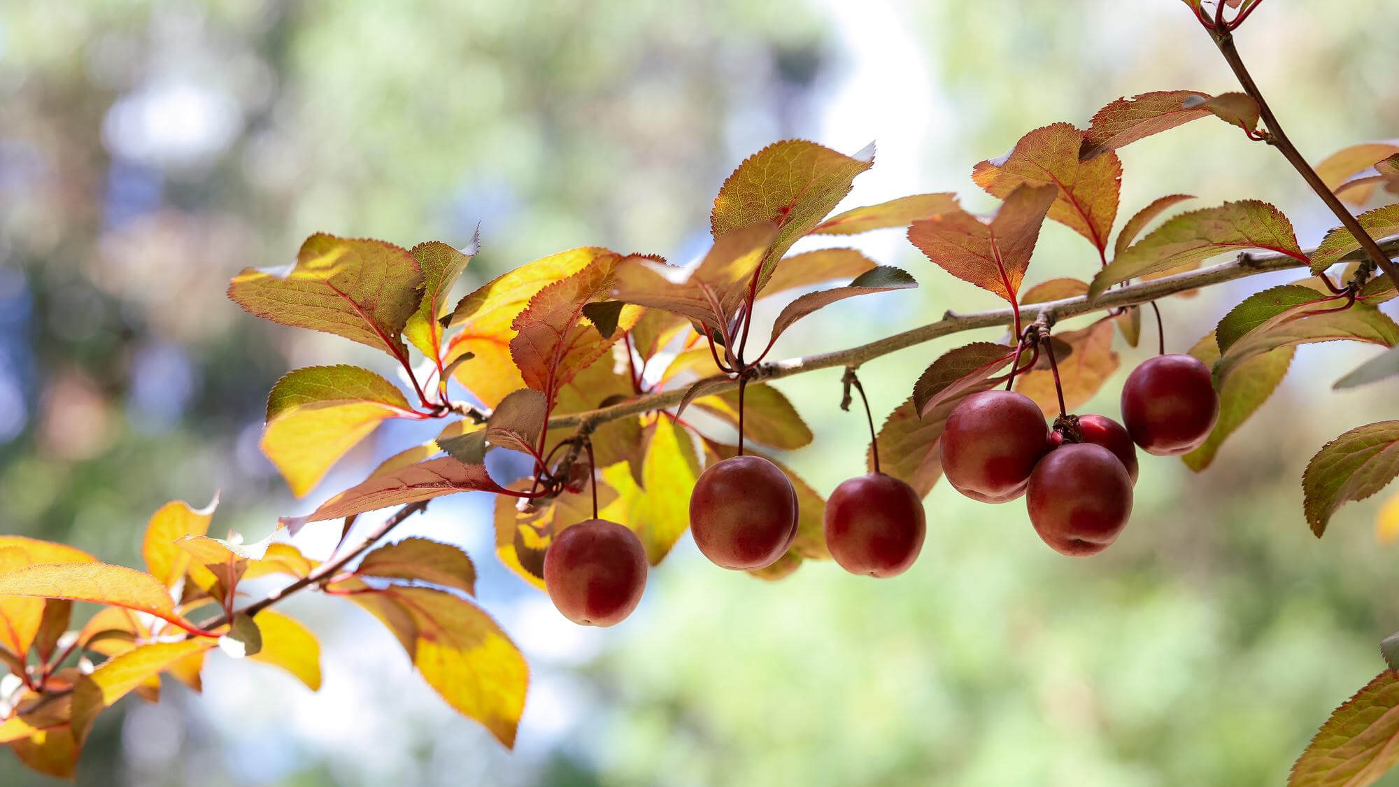 Vérszilva hatása — és a vérszilva fa nevelése (ÚTMUTATÓ)